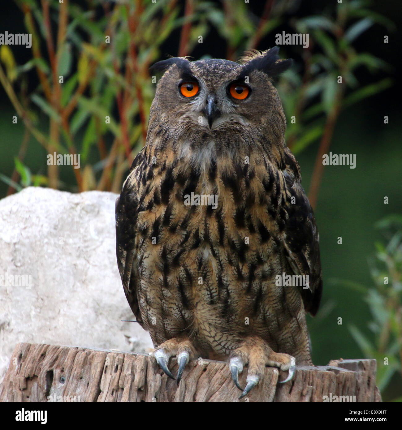 Eurasian eagle-owl (Bubo bubo Stock Photo - Alamy