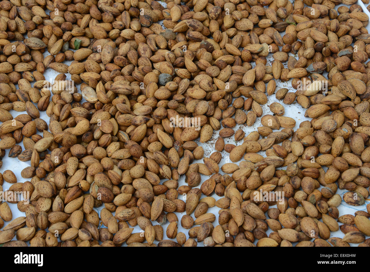 Nuts drying in sun hi-res stock photography and images - Alamy