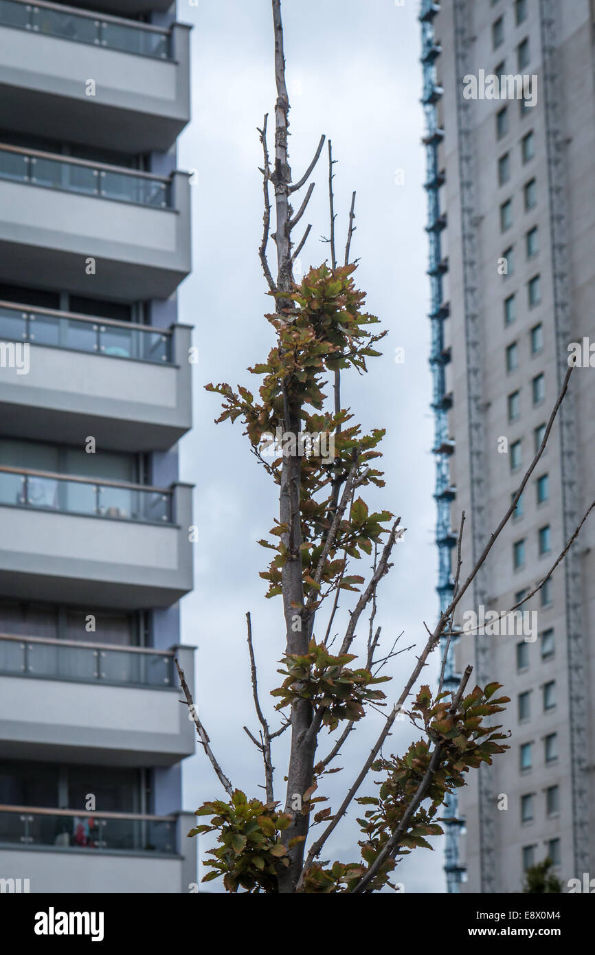 dying tree with a background of highrise Stock Photo - Alamy