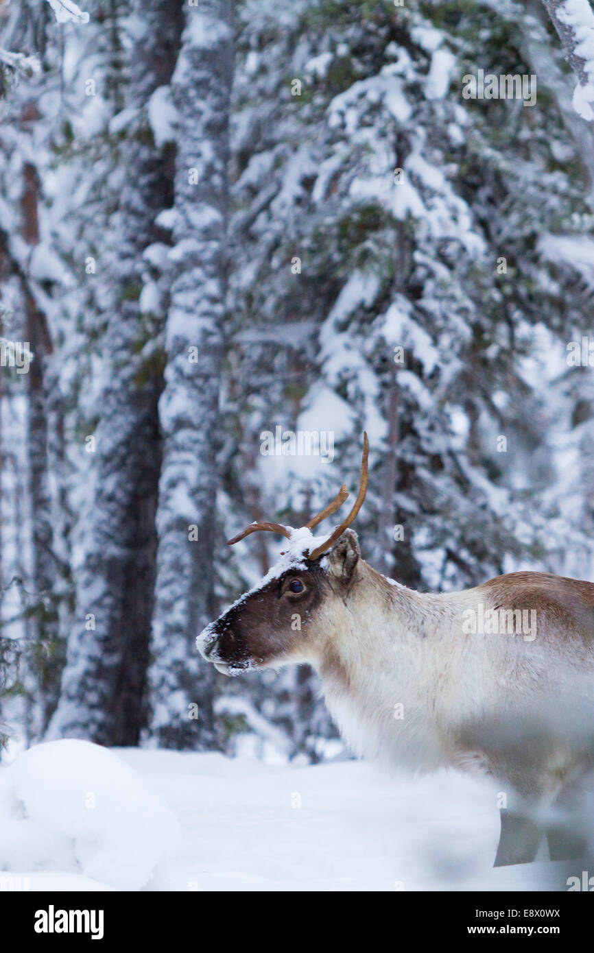 SWEDEN Adult reindeer in snow Stock Photo - Alamy