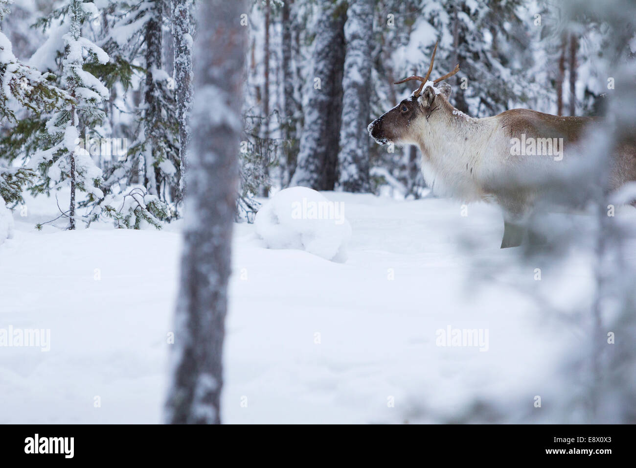 SWEDEN Adult reindeer in snow Stock Photo - Alamy