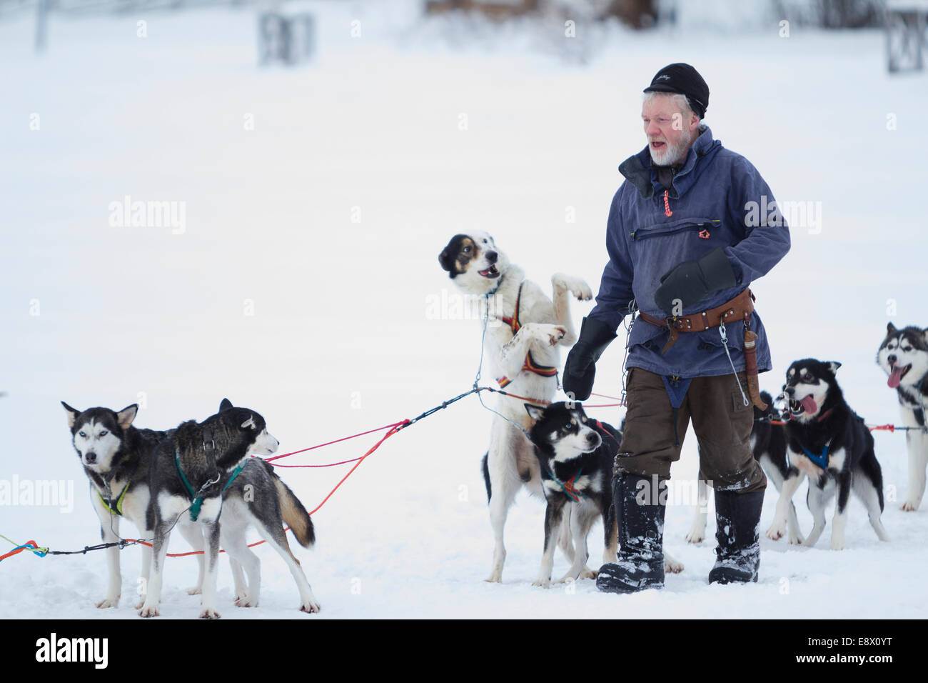 Professional dog sled hi-res stock photography and images - Alamy