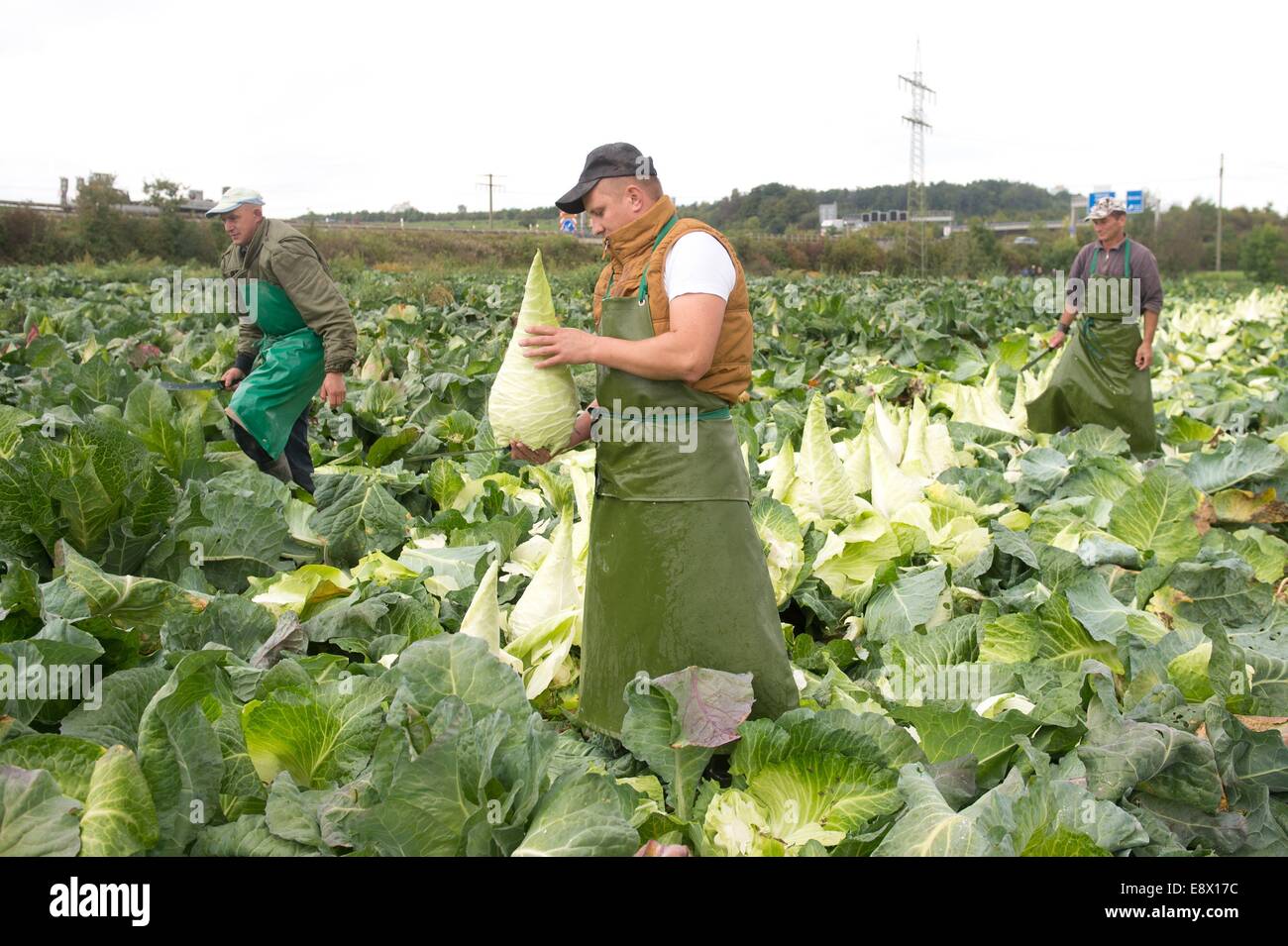 Polish harvest hands harvest cabbage in a field close to Leinfelden ...