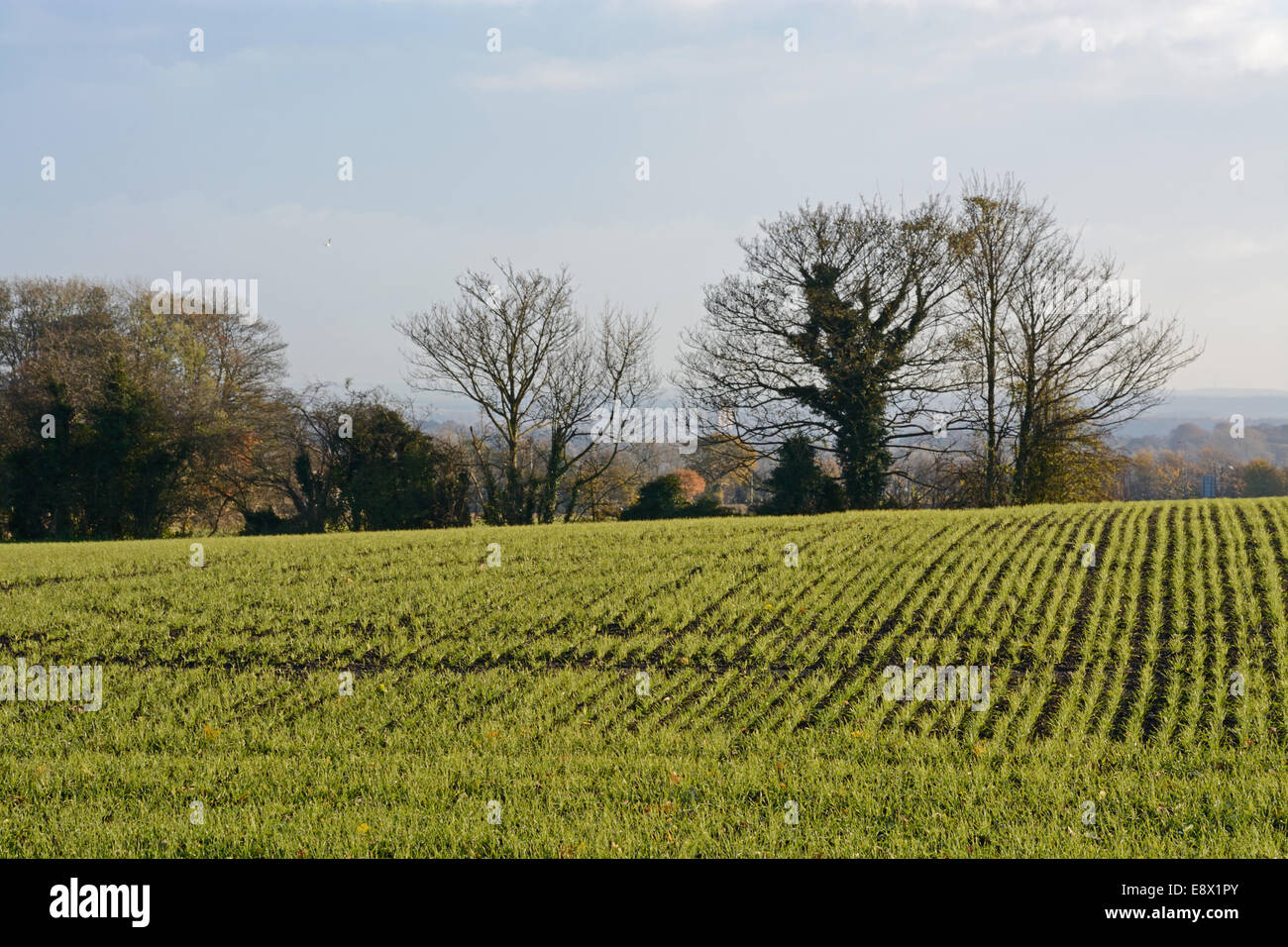 Winter field, Nottingham, England Stock Photo - Alamy