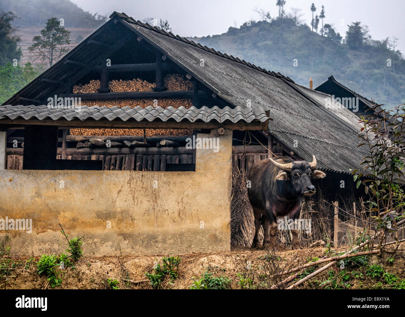 Side of water buffalo hi-res stock photography and images - Alamy