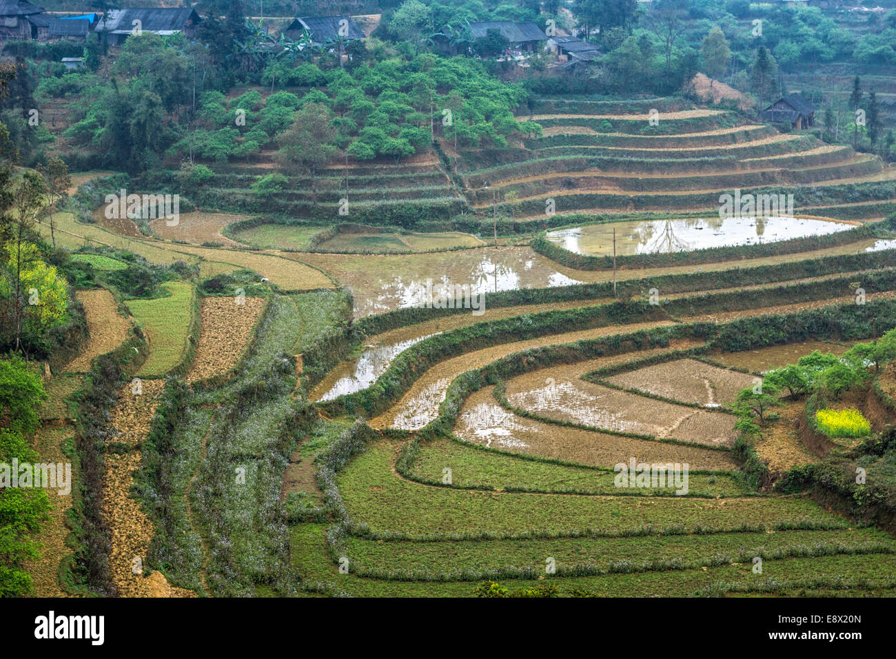 Dry and wet terraced rice paddies in winter landscape Stock Photo - Alamy