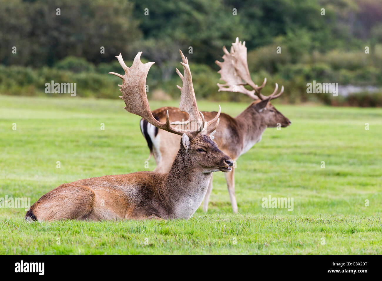 Fallow deer buck with impressive antlers just before the rut, Margam ...