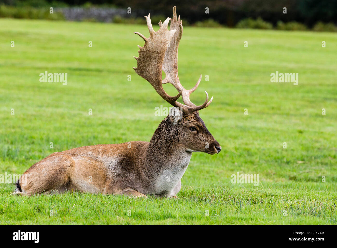 Fallow deer buck with impressive antlers just before the rut, Margam ...