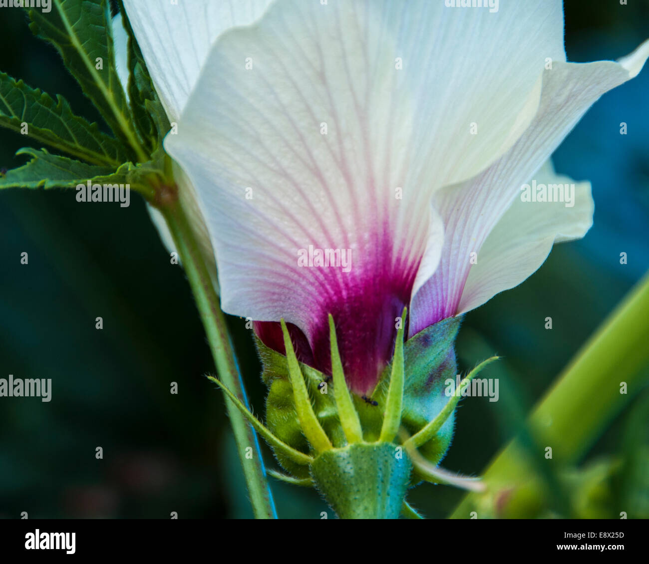 View of a flower viewed from below with petals deep purple in the base ...