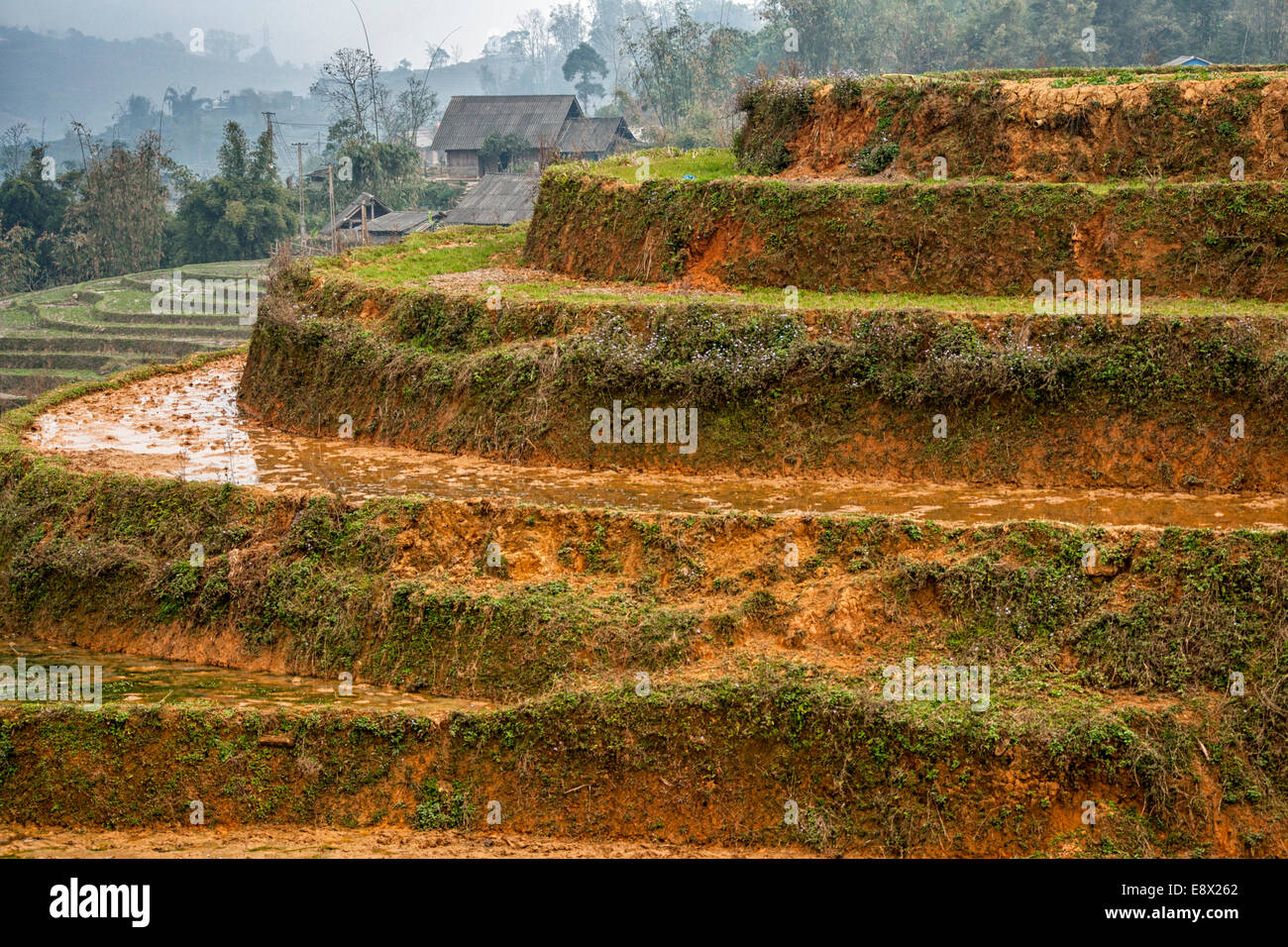 Bend of terraced rice paddies with farm in the background and foggy ...