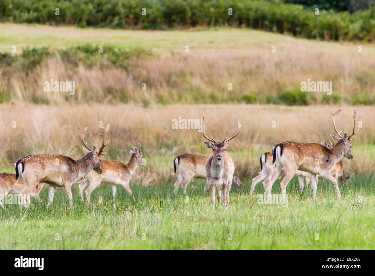 Fallow deer at Margam Park, South Wales Stock Photo - Alamy
