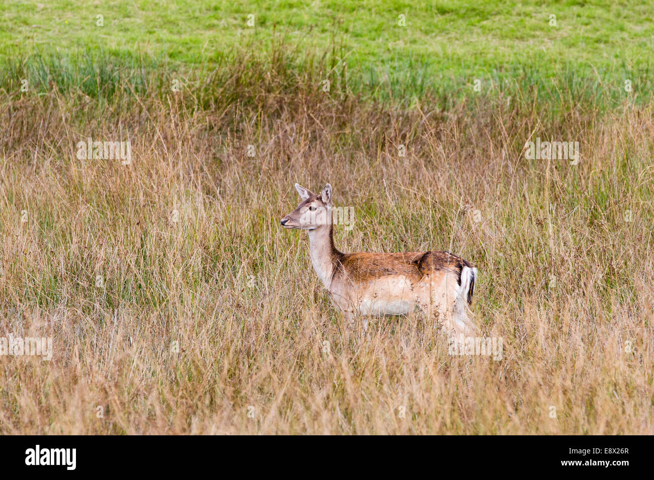 Fallow deer at Margam Park, South Wales Stock Photo - Alamy
