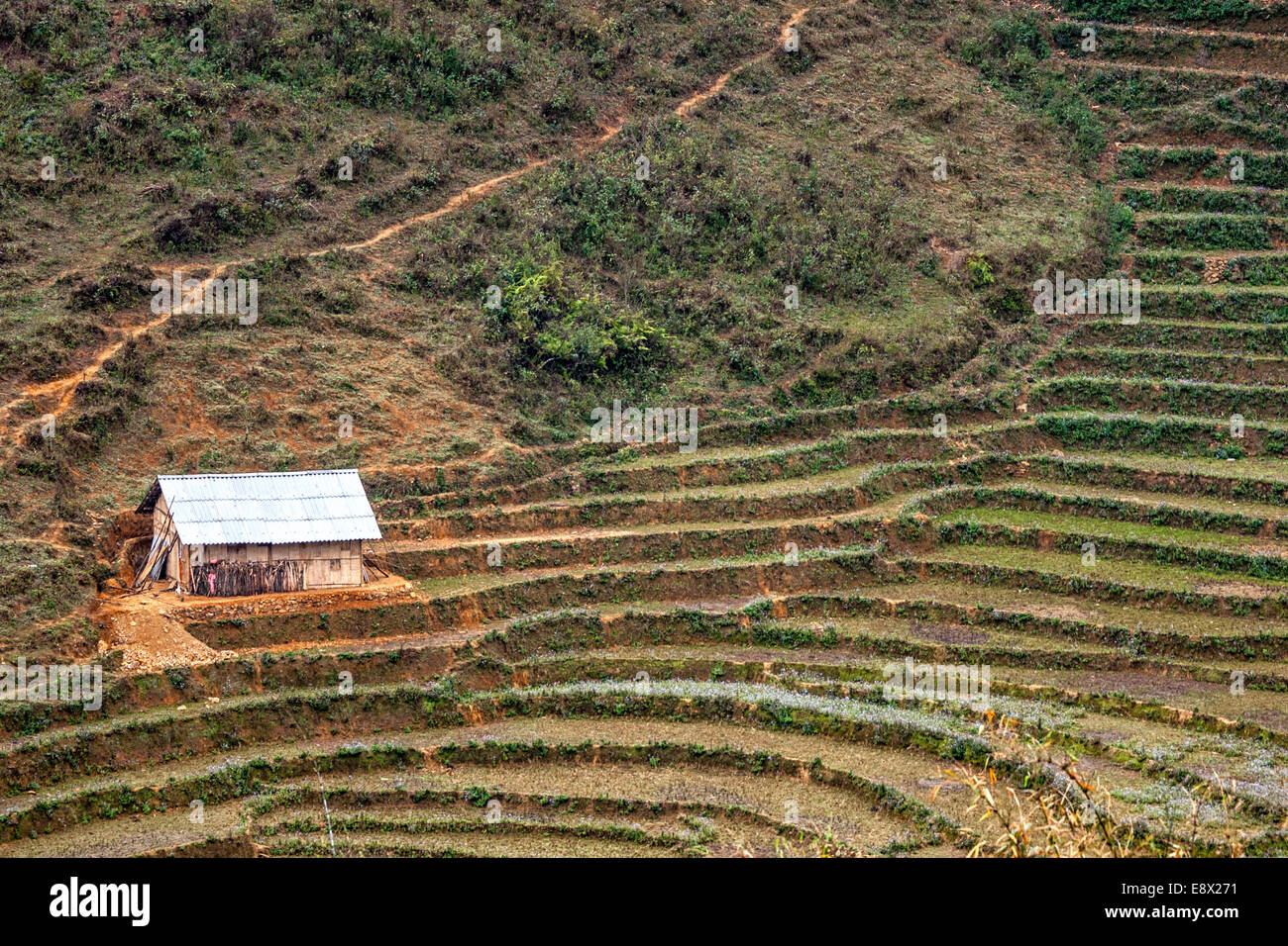 Lonely barn in terraced fields on mountain flank Stock Photo - Alamy