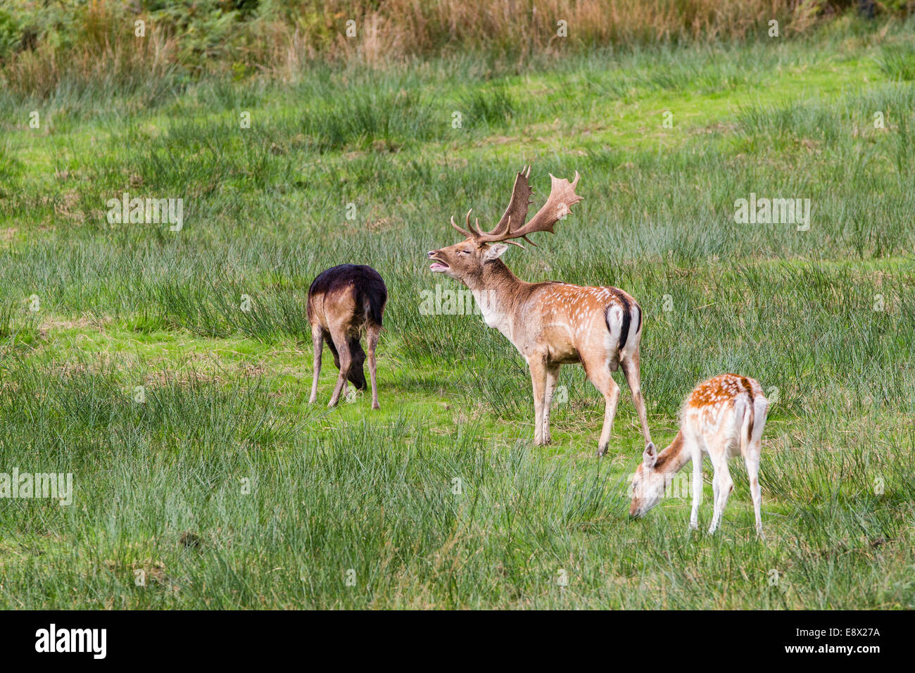 Deer Margam Park High Resolution Stock Photography and Images - Alamy