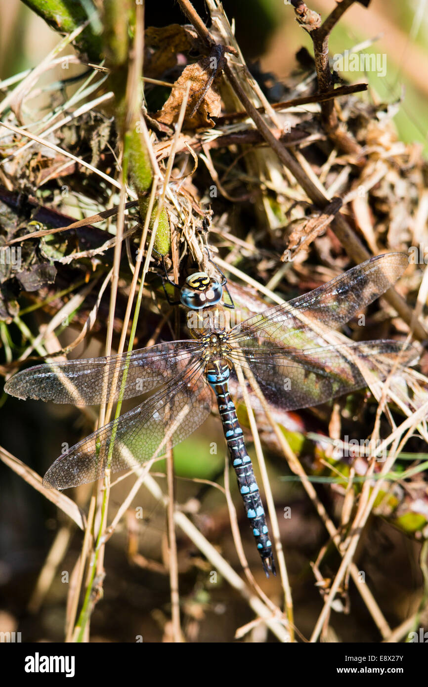 Wetland uk emperor dragonfly hi-res stock photography and images - Alamy