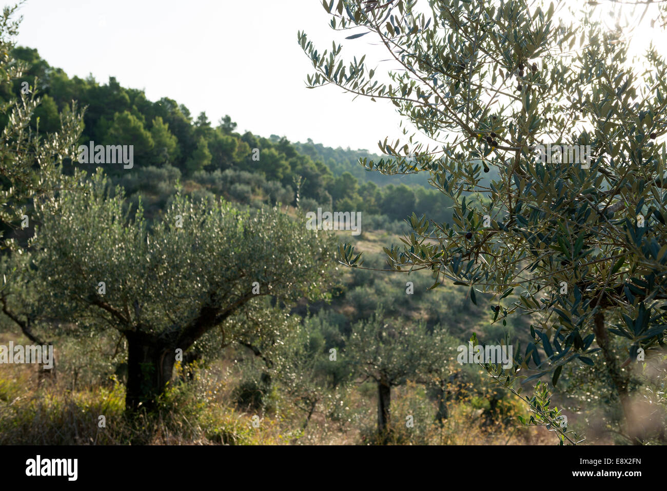Olive Grove in Umbria, Italy Stock Photo - Alamy