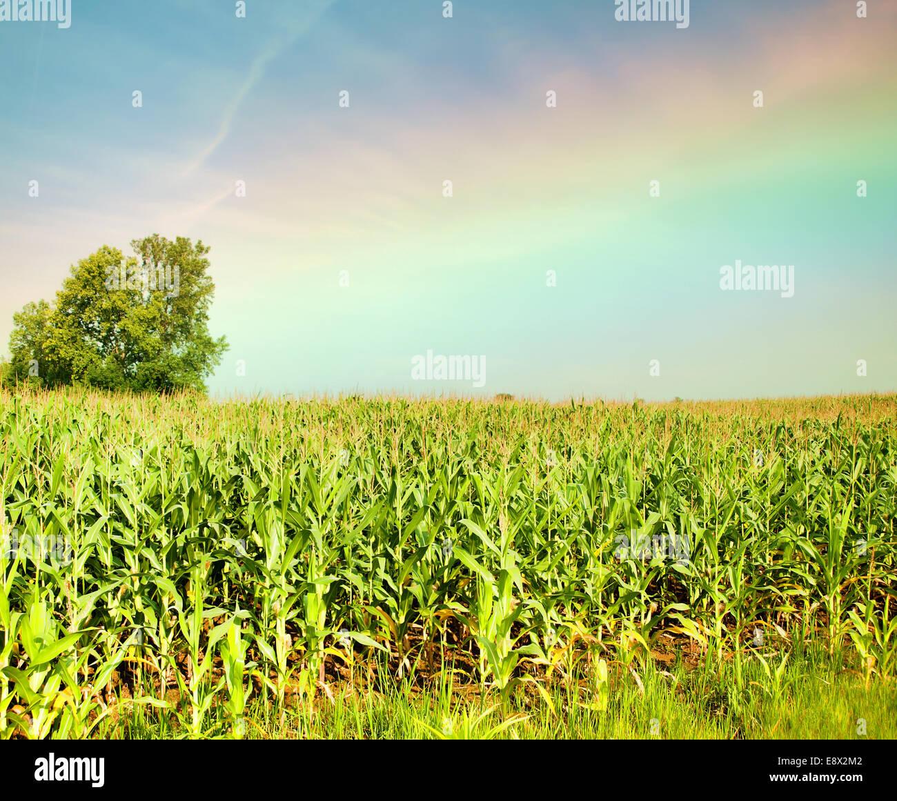 Cornfield hi-res stock photography and images - Alamy