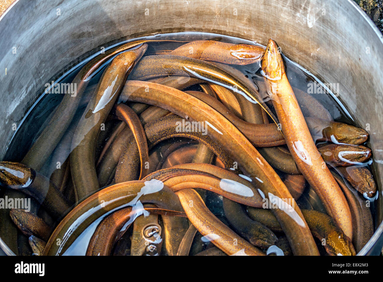 Vietnam Sa Pa: Bucket of brown orange eels on the market Stock Photo ...