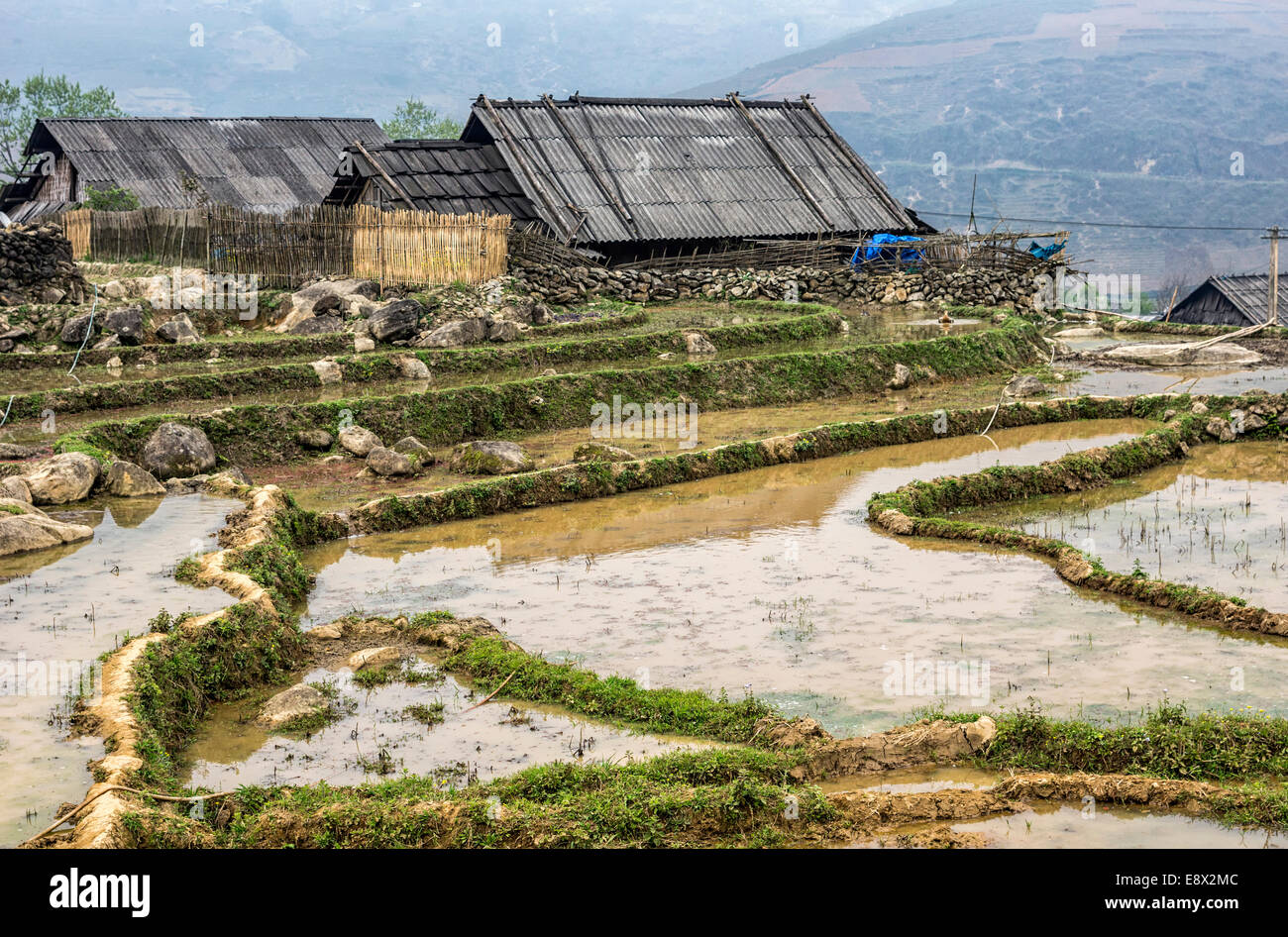 Hmong farm seen from behind submerged terraced rice paddies in late ...