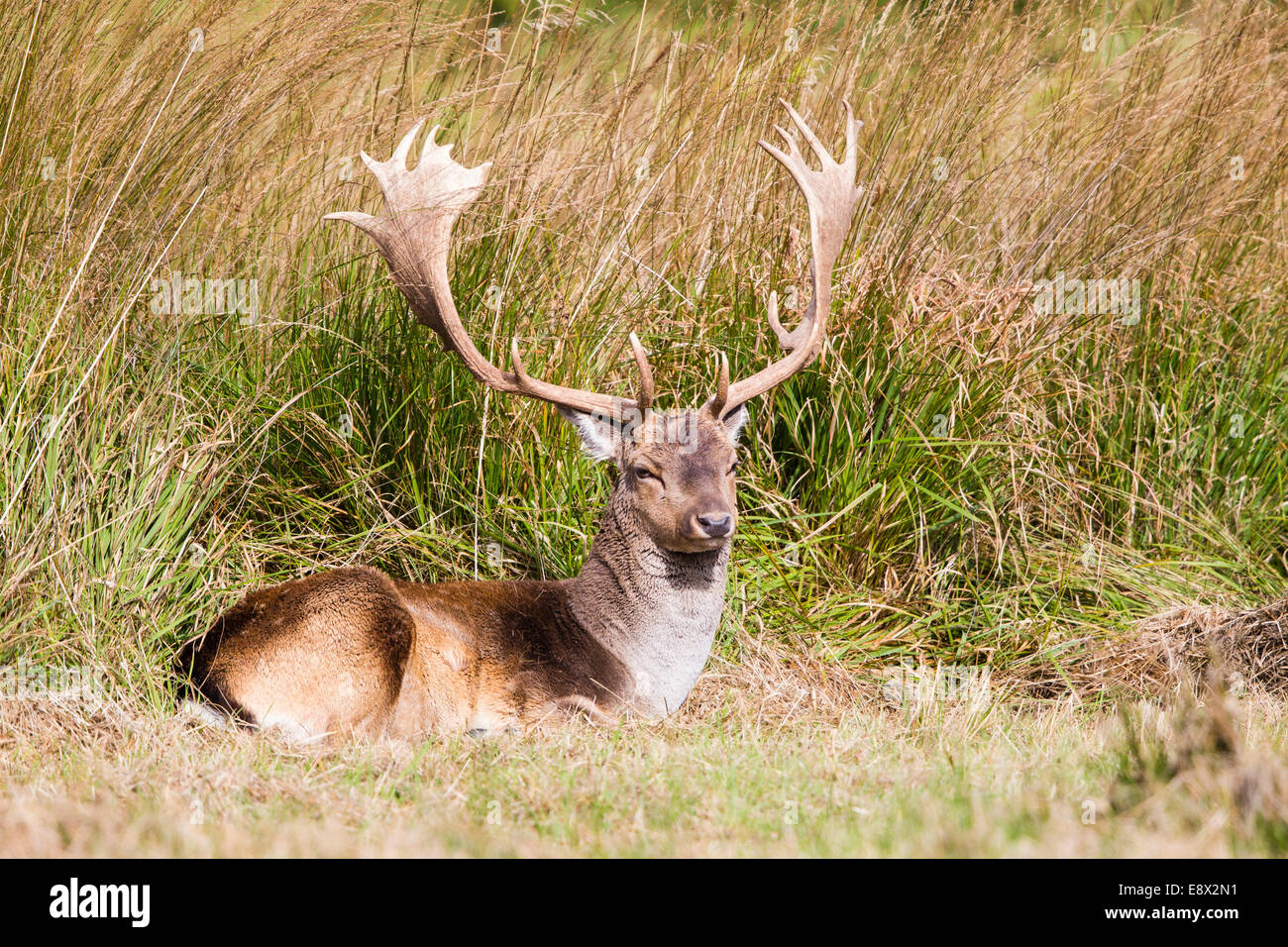 Fallow deer buck with impressive antlers just before the rut, Margam ...