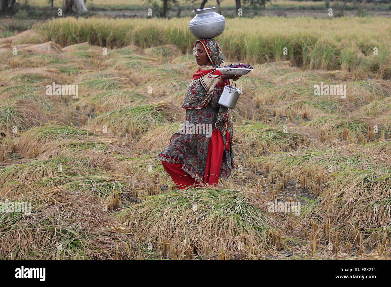 Agricultural and livestock activities hi-res stock photography and ...