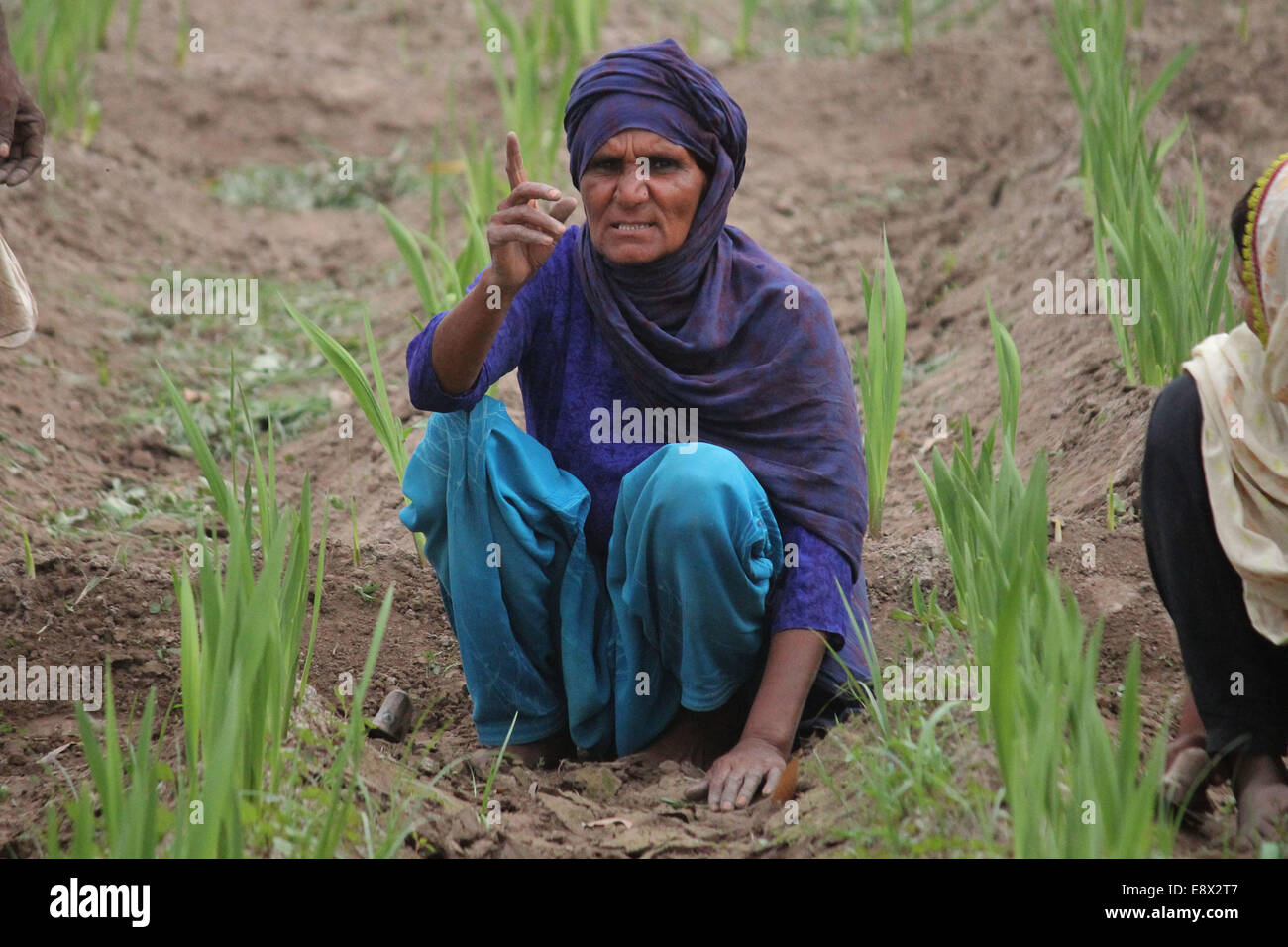 Rural pakistani livestock hi-res stock photography and images - Alamy