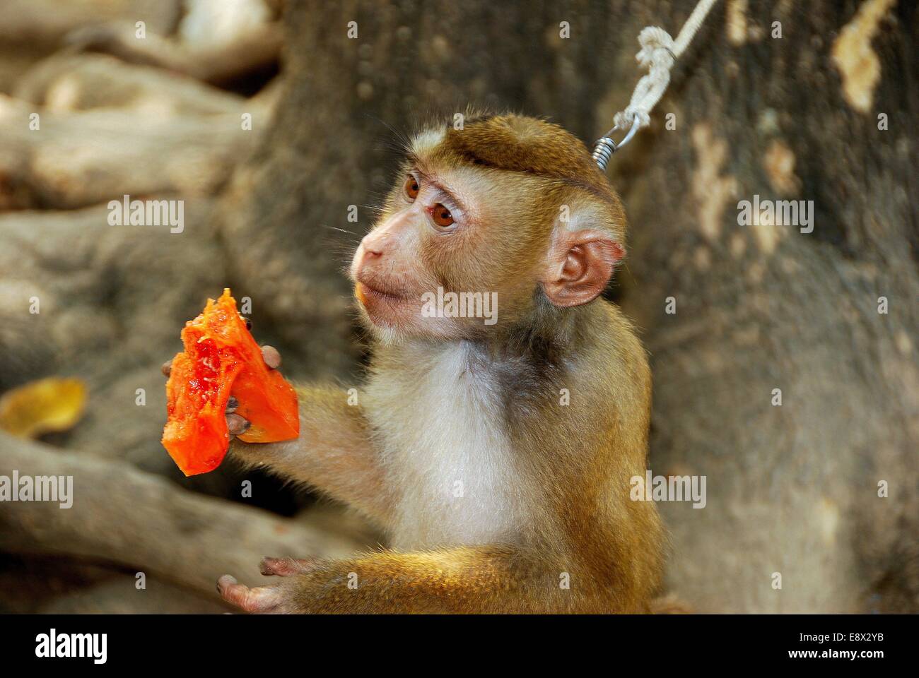 Monkey eating papaya hi-res stock photography and images - Alamy