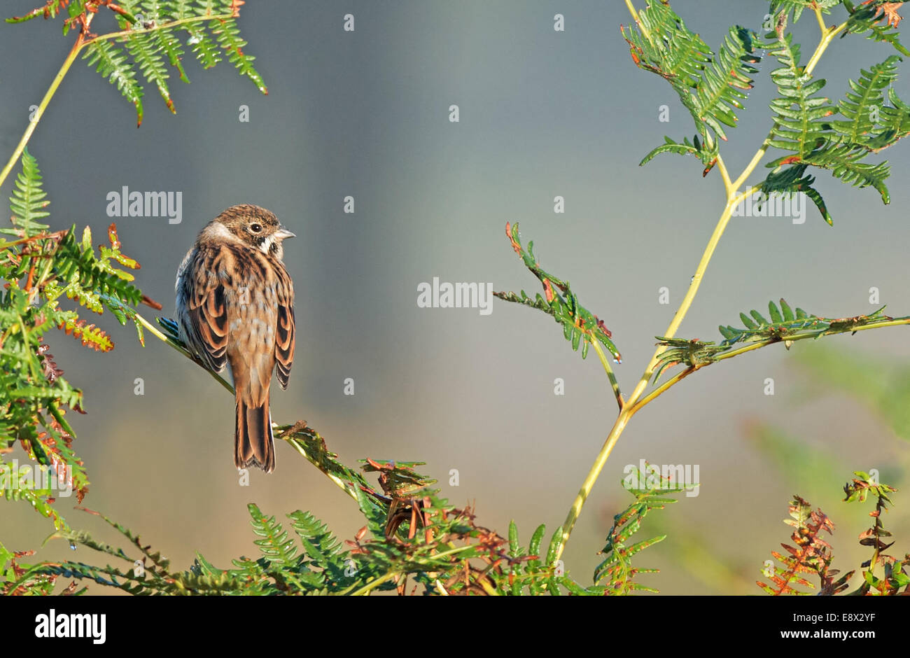 Female reed bunting hi-res stock photography and images - Alamy