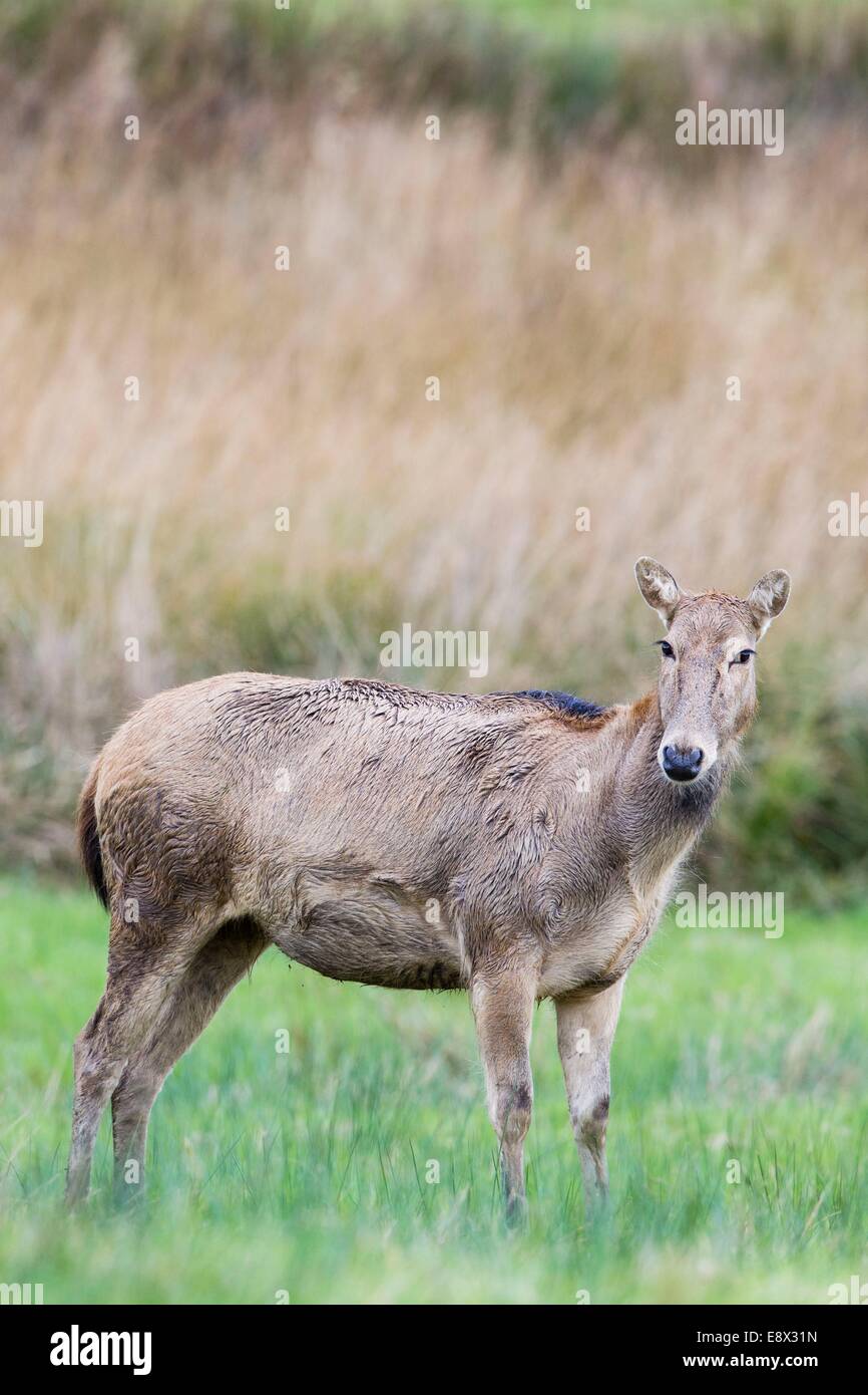 Deer margam park hi-res stock photography and images - Alamy