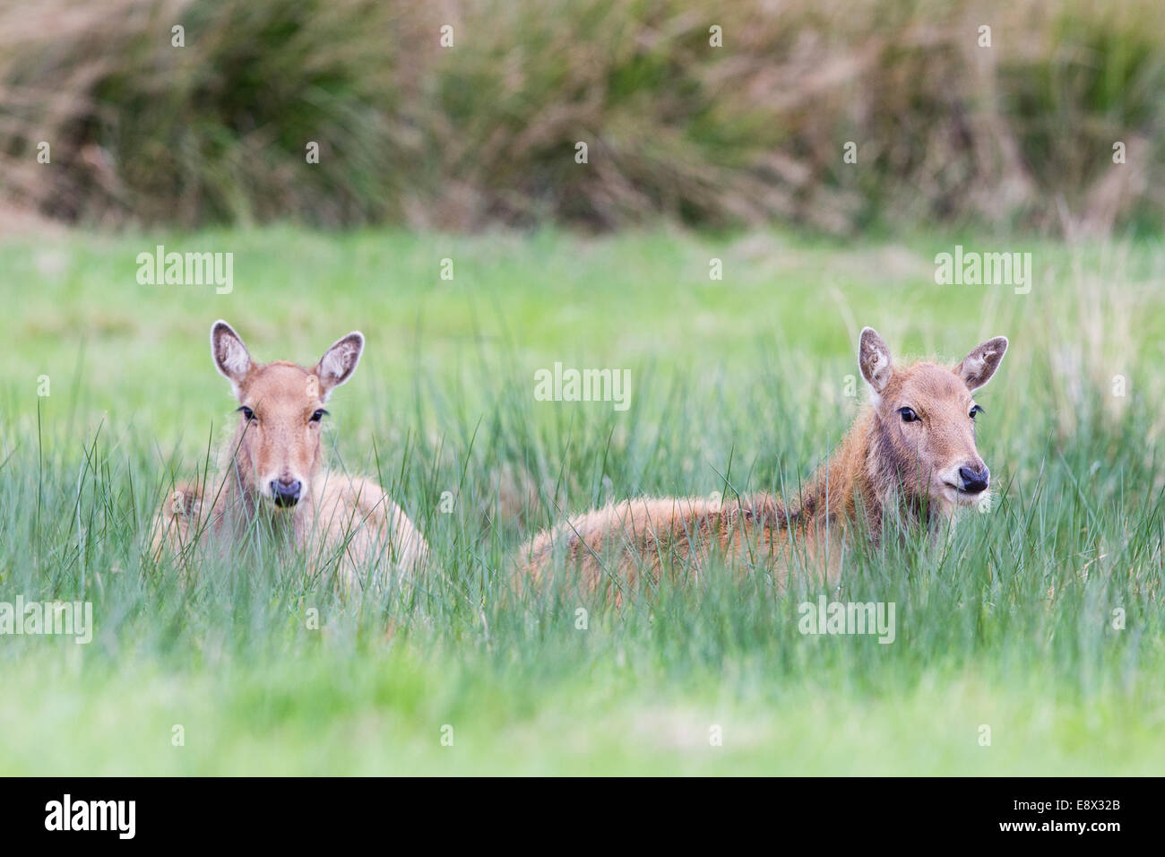 Young Pere David deer at Margam Park Stock Photo - Alamy