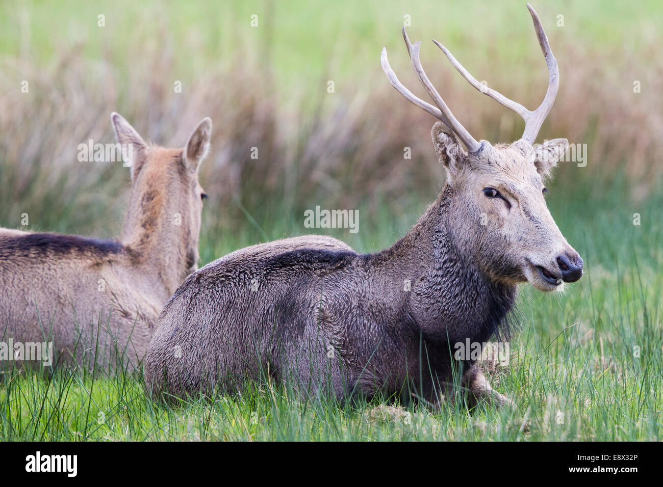 Pere David deer at Margam Park Stock Photo - Alamy
