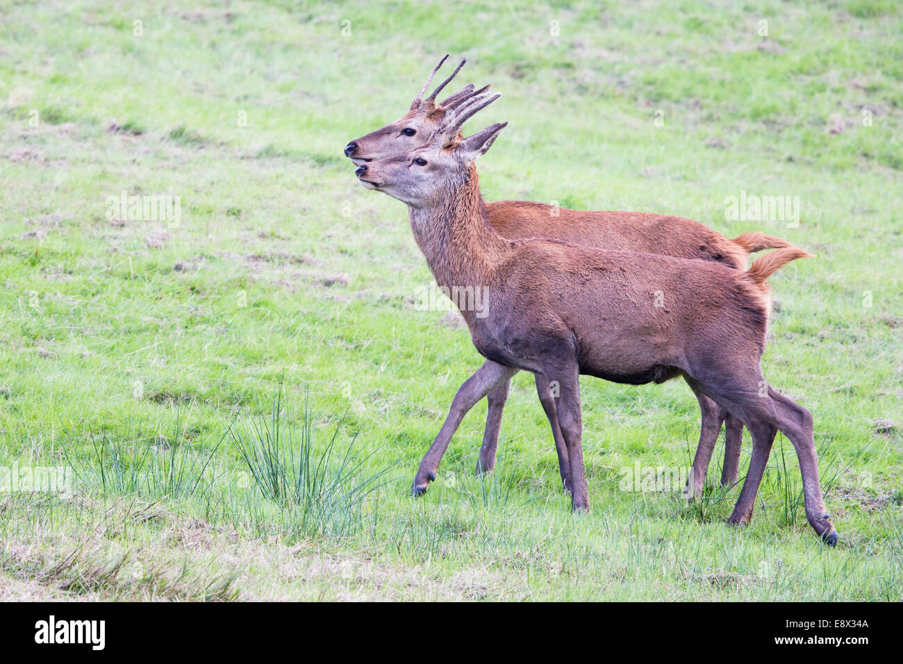 Juvenile red deer stag at Margam Park Stock Photo - Alamy