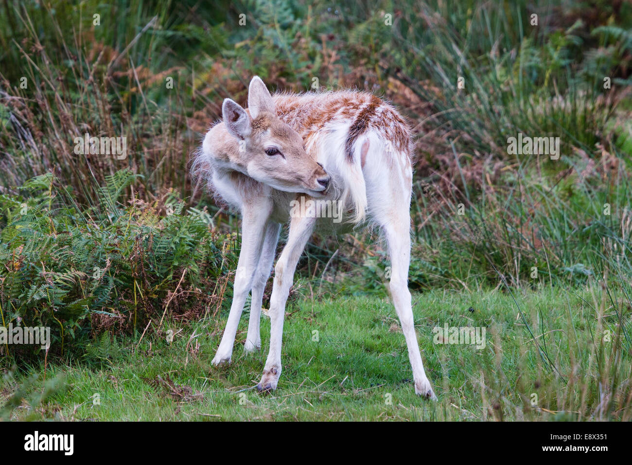 Fallow deer dama dama uk fawn hi-res stock photography and images - Alamy