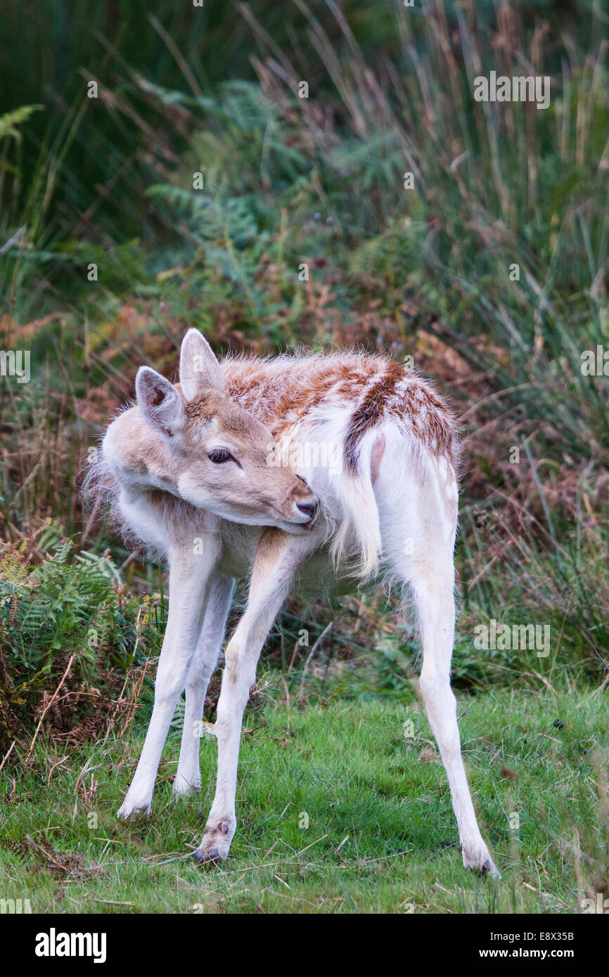 Young fallow deer grooming at Margam Park Stock Photo - Alamy