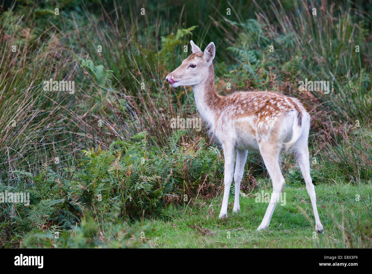 Deer margam park hi-res stock photography and images - Alamy