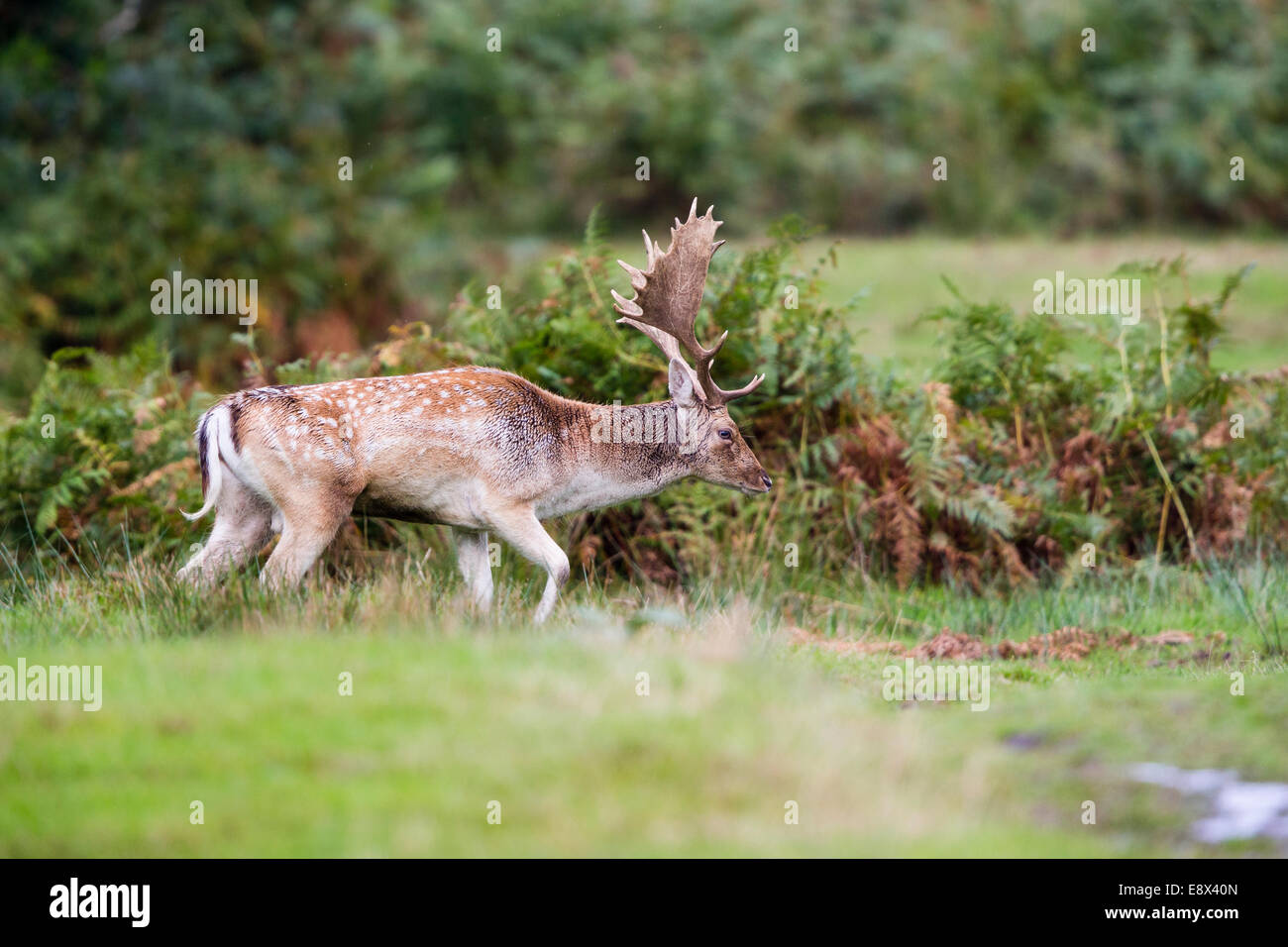 Fallow deer buck at Margam Park Stock Photo - Alamy