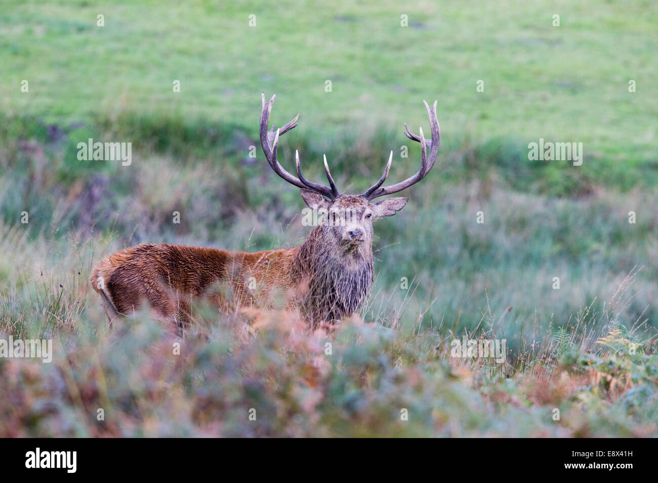 Red Deer Stag in its prime just before the rut at Margam Park Stock ...