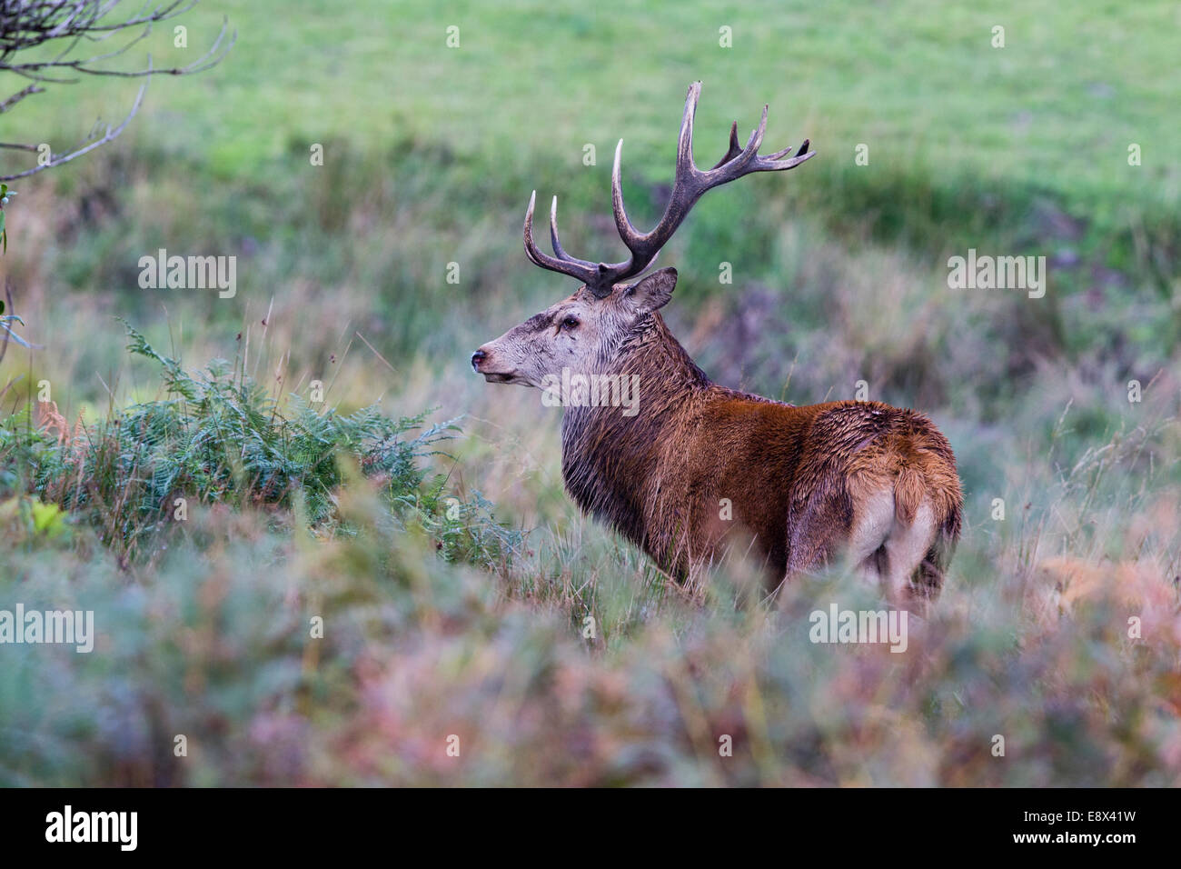 Red Deer Stag in its prime just before the rut at Margam Park Stock ...