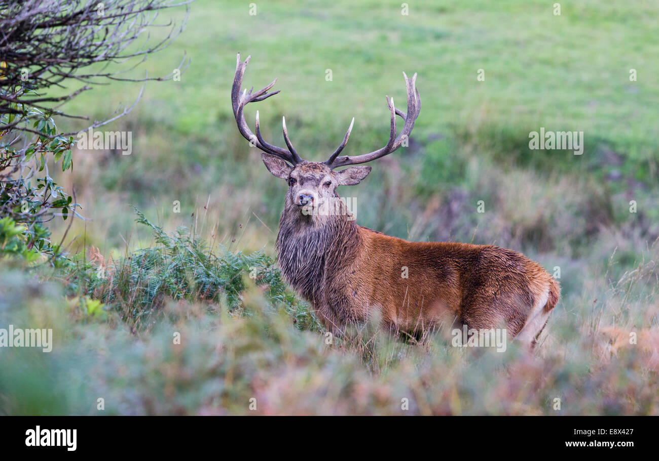 Red Deer Stag in its prime just before the rut at Margam Park Stock ...