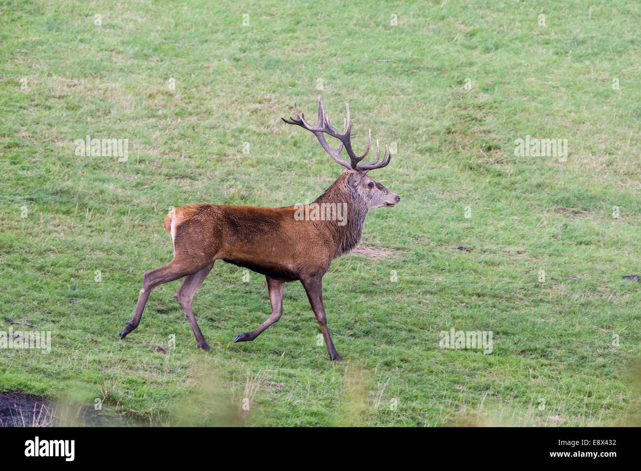 Red Deer Stag in its prime just before the rut at Margam Park Stock ...