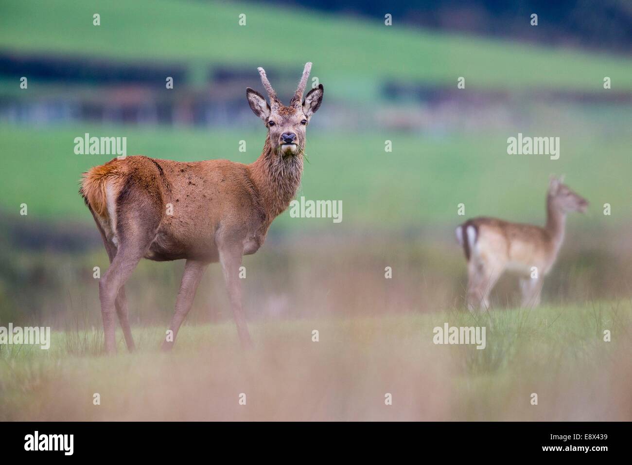Juvenile red deer stag just before the rut in Margam Park Stock Photo ...