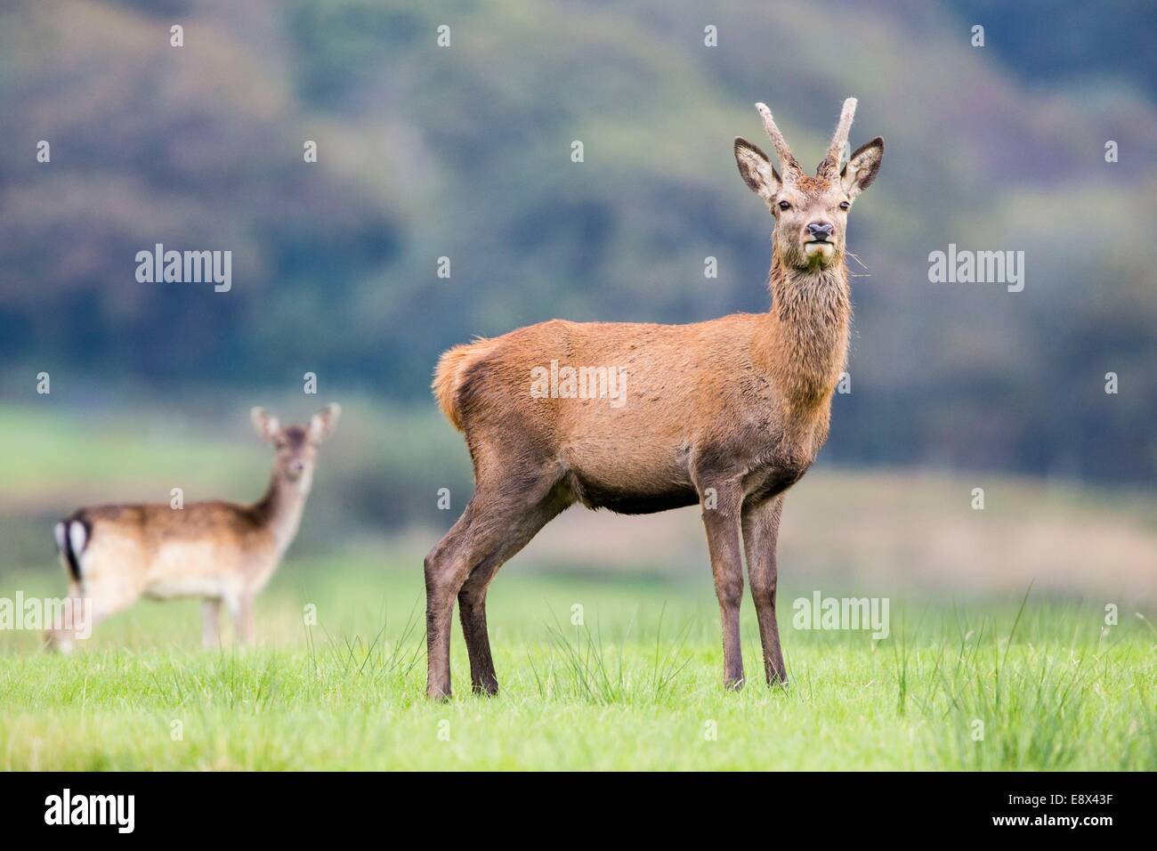Juvenile red deer stag just before the rut in Margam Park Stock Photo ...