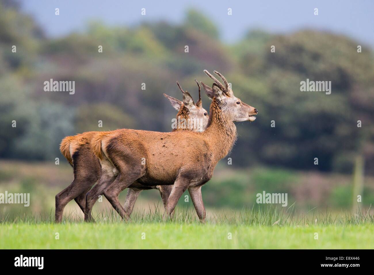 Juvenile red deer stag just before the rut in Margam Park Stock Photo ...