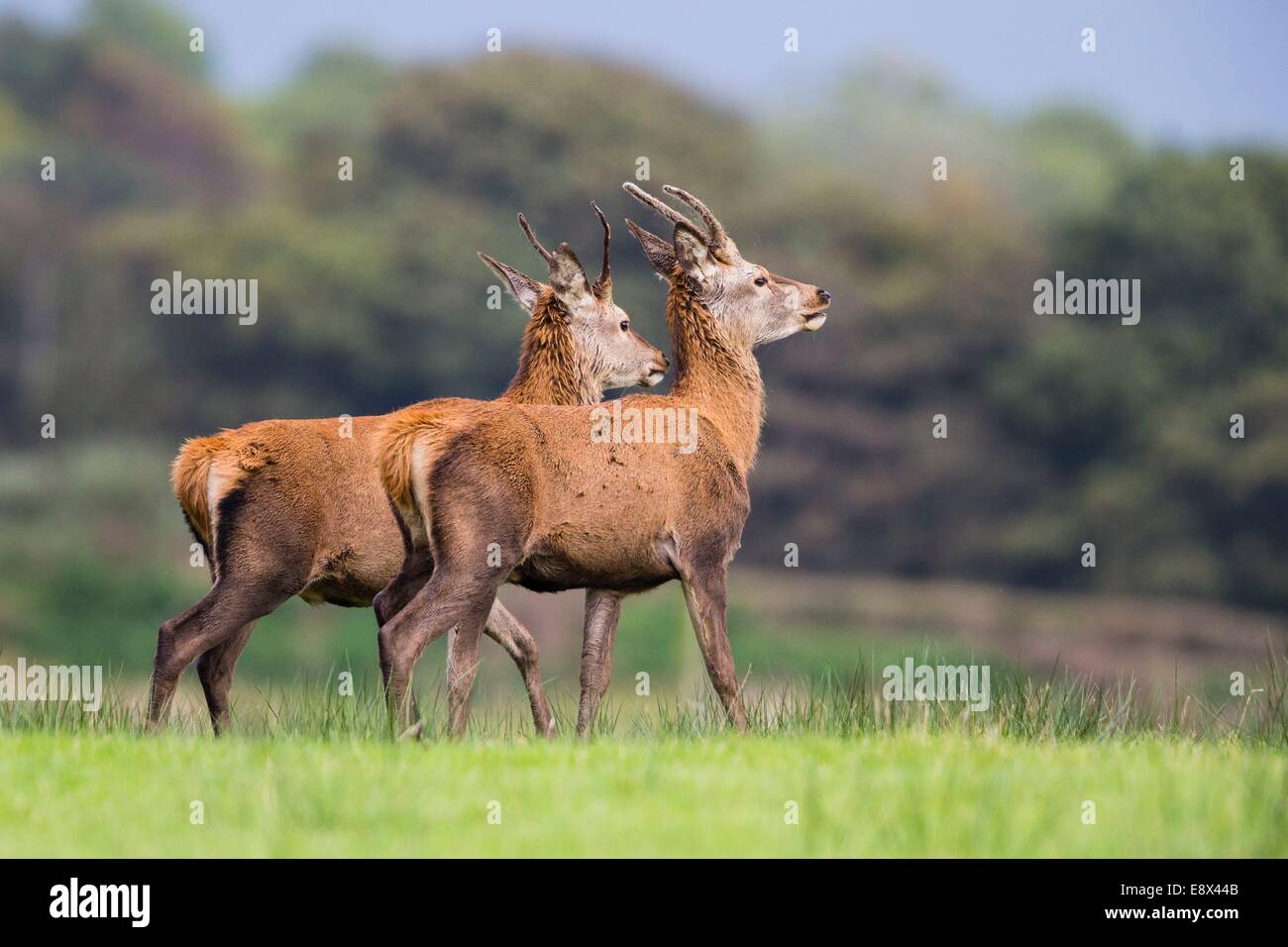 Juvenile red deer stag just before the rut in Margam Park Stock Photo ...