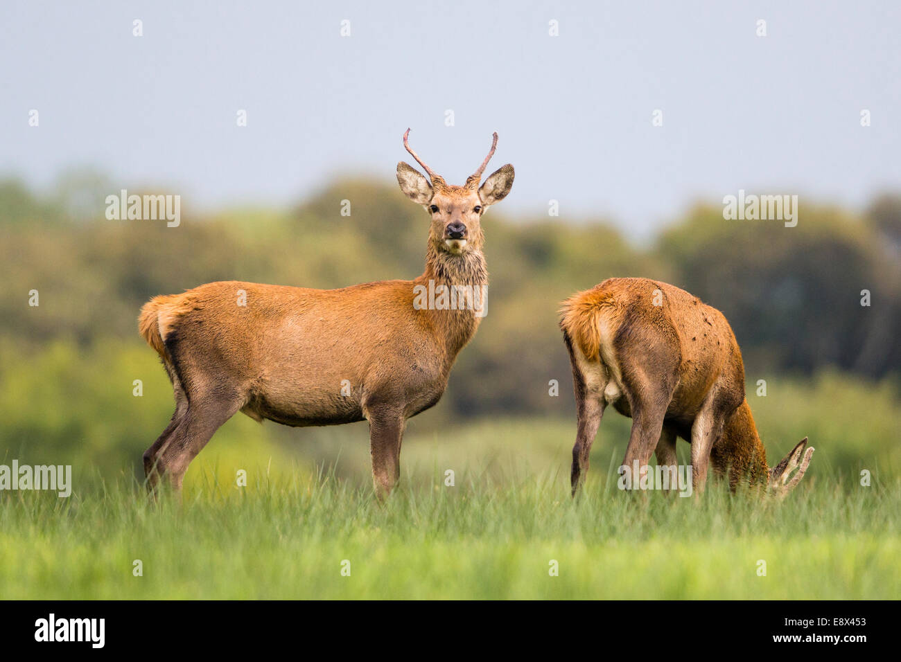 Juvenile red deer stag just before the rut in Margam Park Stock Photo ...