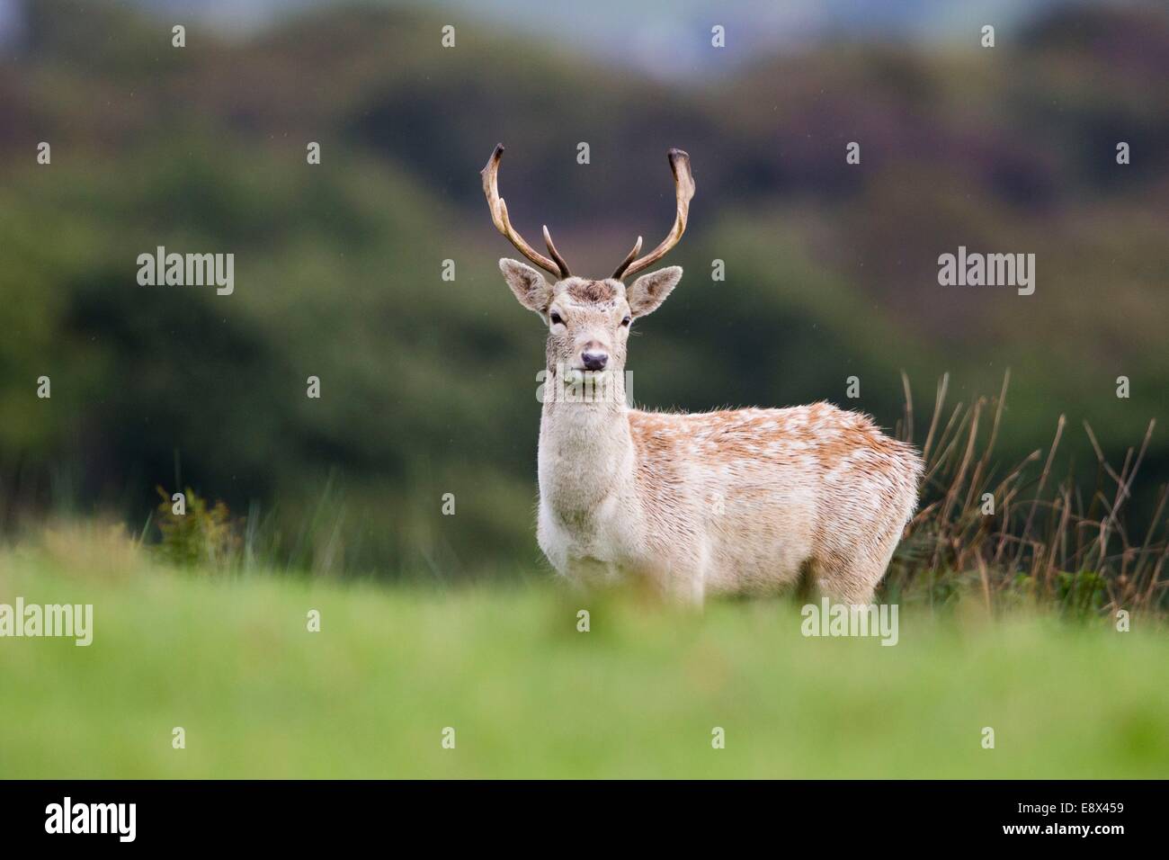 Fallow deer buck just before the rut starts, Margam Park Stock Photo ...