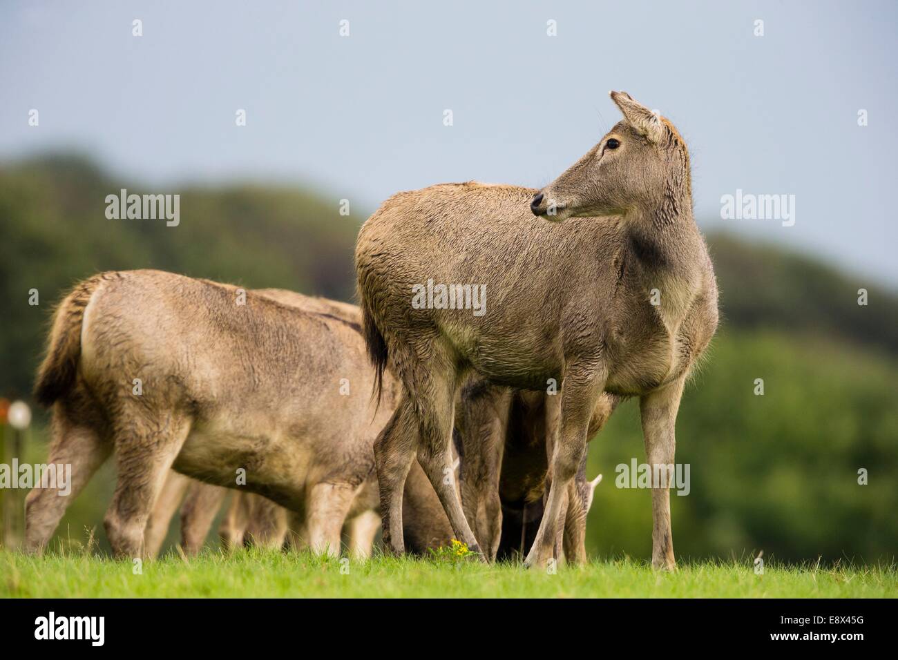 Pere David deer at Margam Park Stock Photo - Alamy