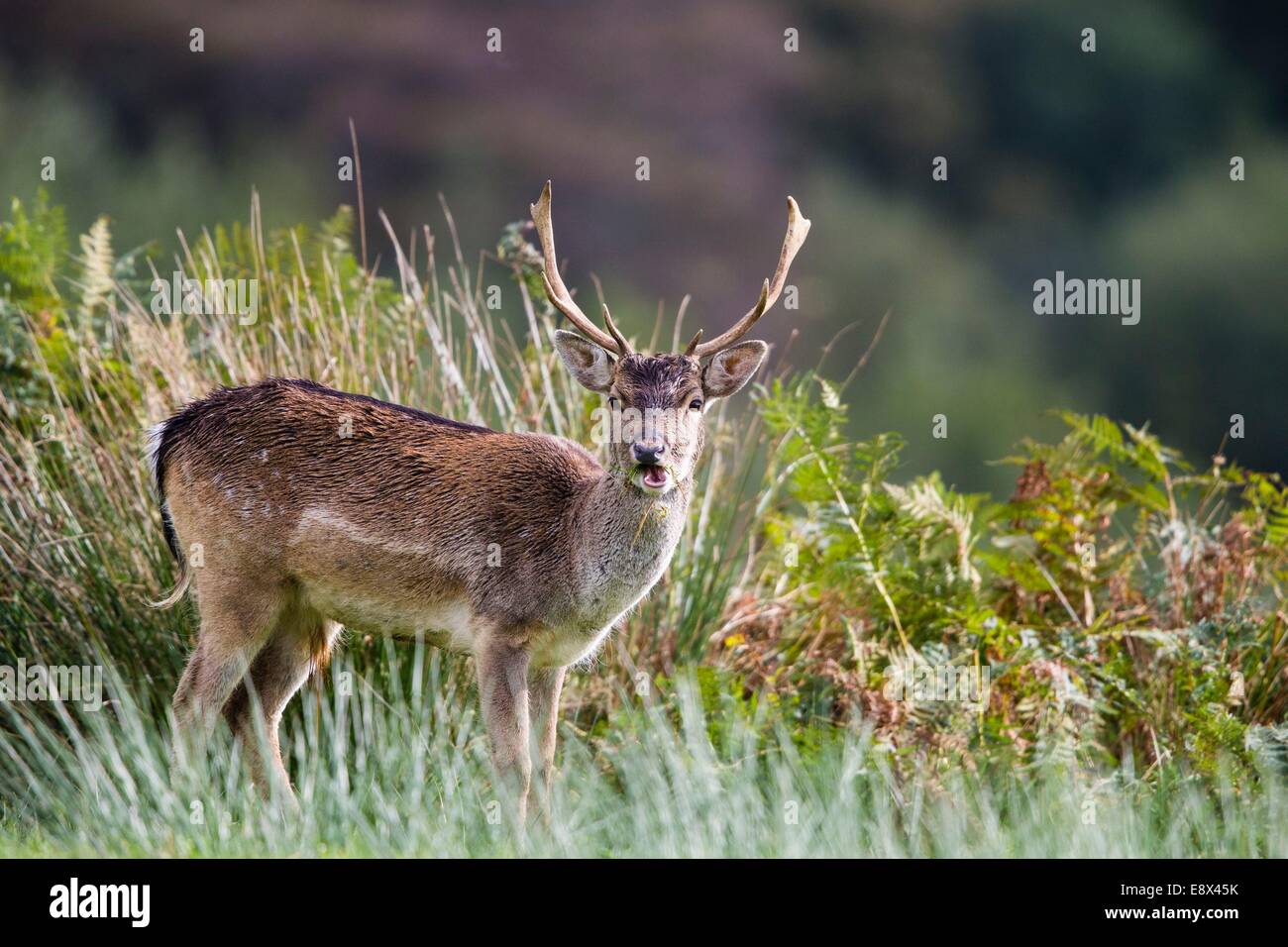 Fallow deer buck at Margam Park Stock Photo - Alamy
