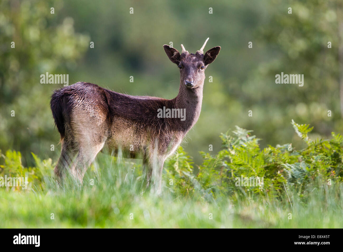 Margam park hi-res stock photography and images - Alamy
