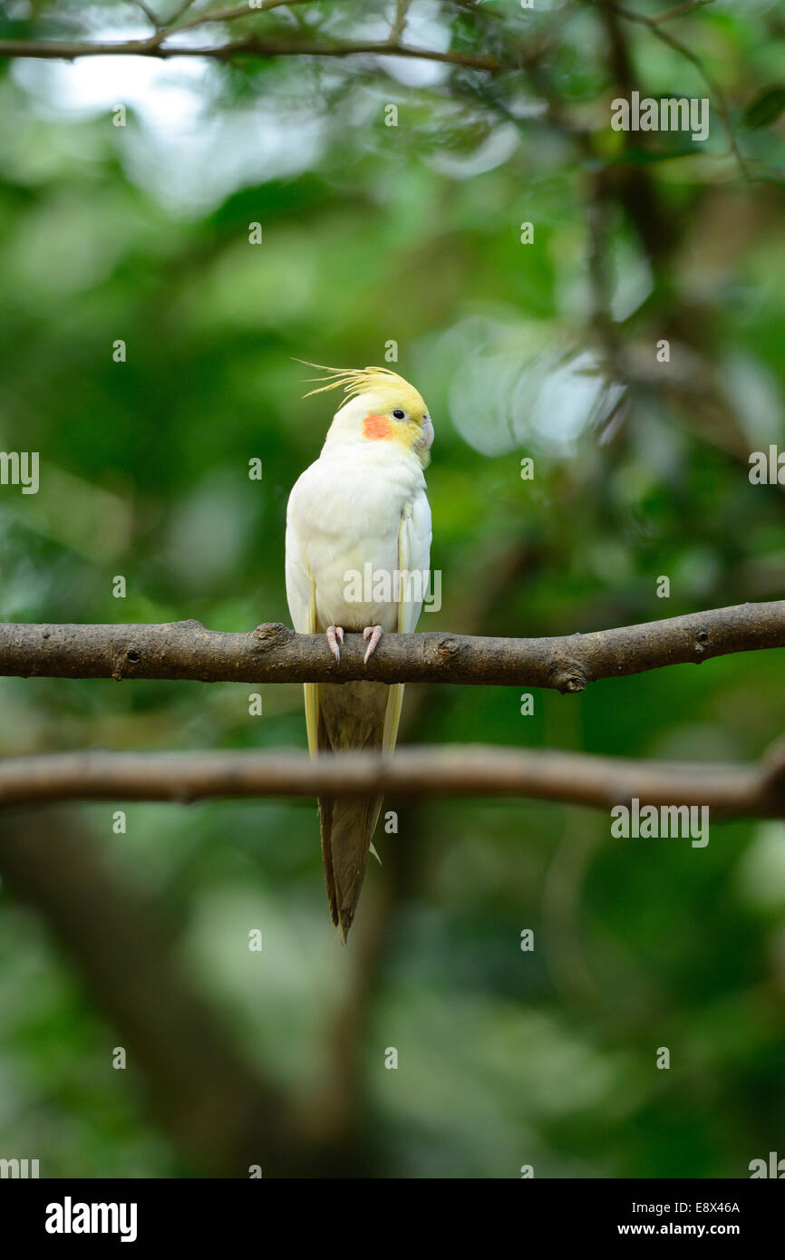beautiful Lutino mutation cockatiel (Nymphicus hollandicus) at tree top ...